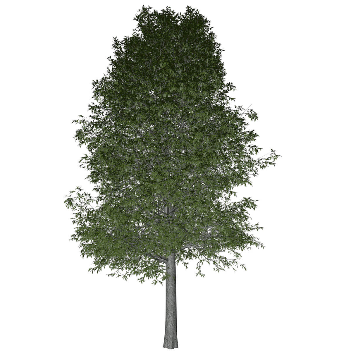 Shingle Oak Tree Collection by AntonioKowatsch