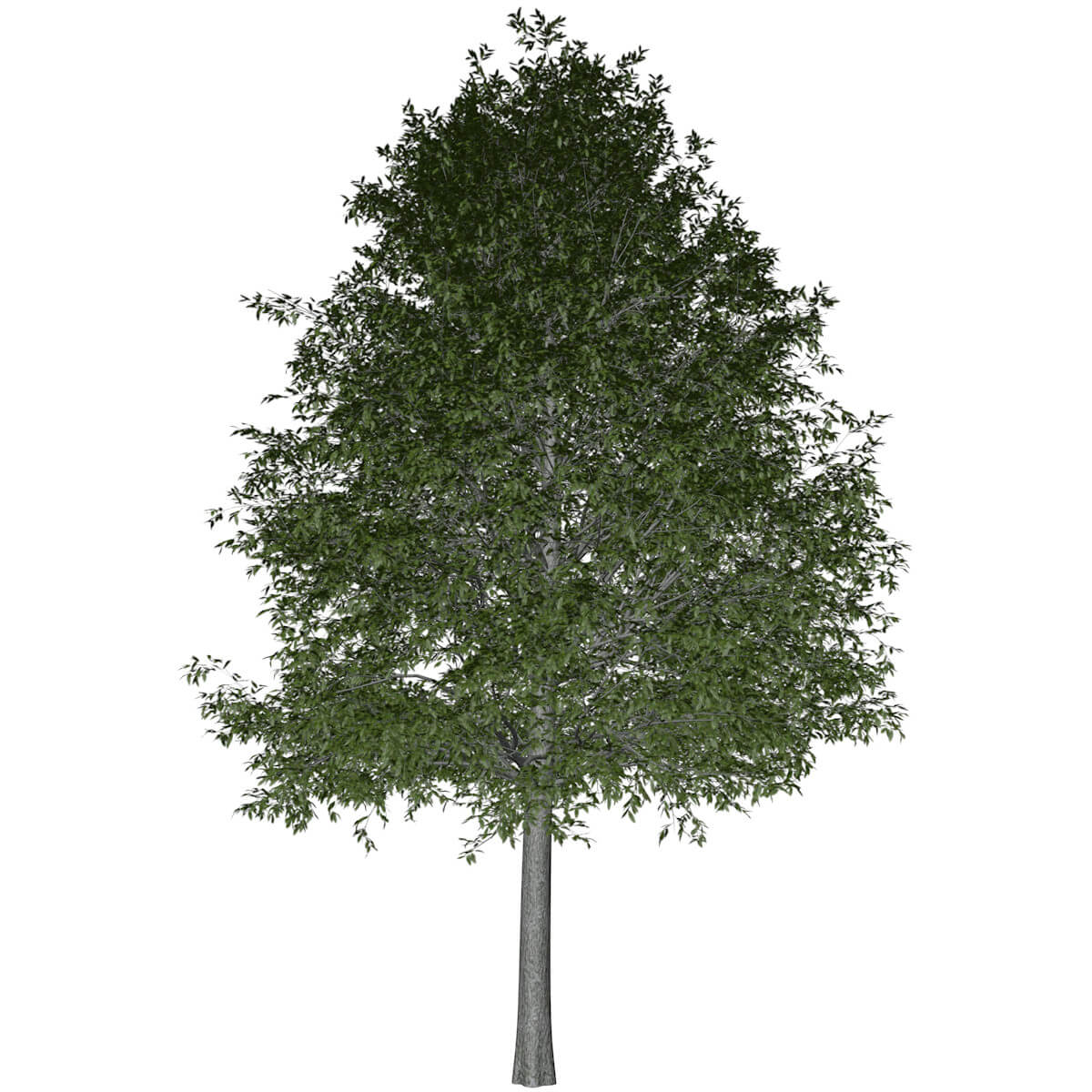 Shingle Oak Tree Collection by AntonioKowatsch