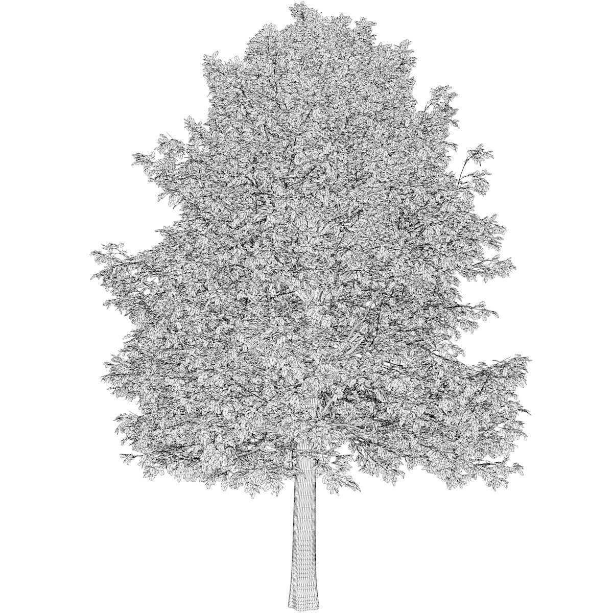 Shingle Oak Tree Collection by AntonioKowatsch