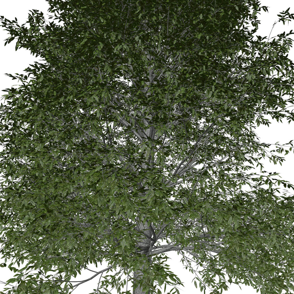 Shingle Oak Tree Collection by AntonioKowatsch