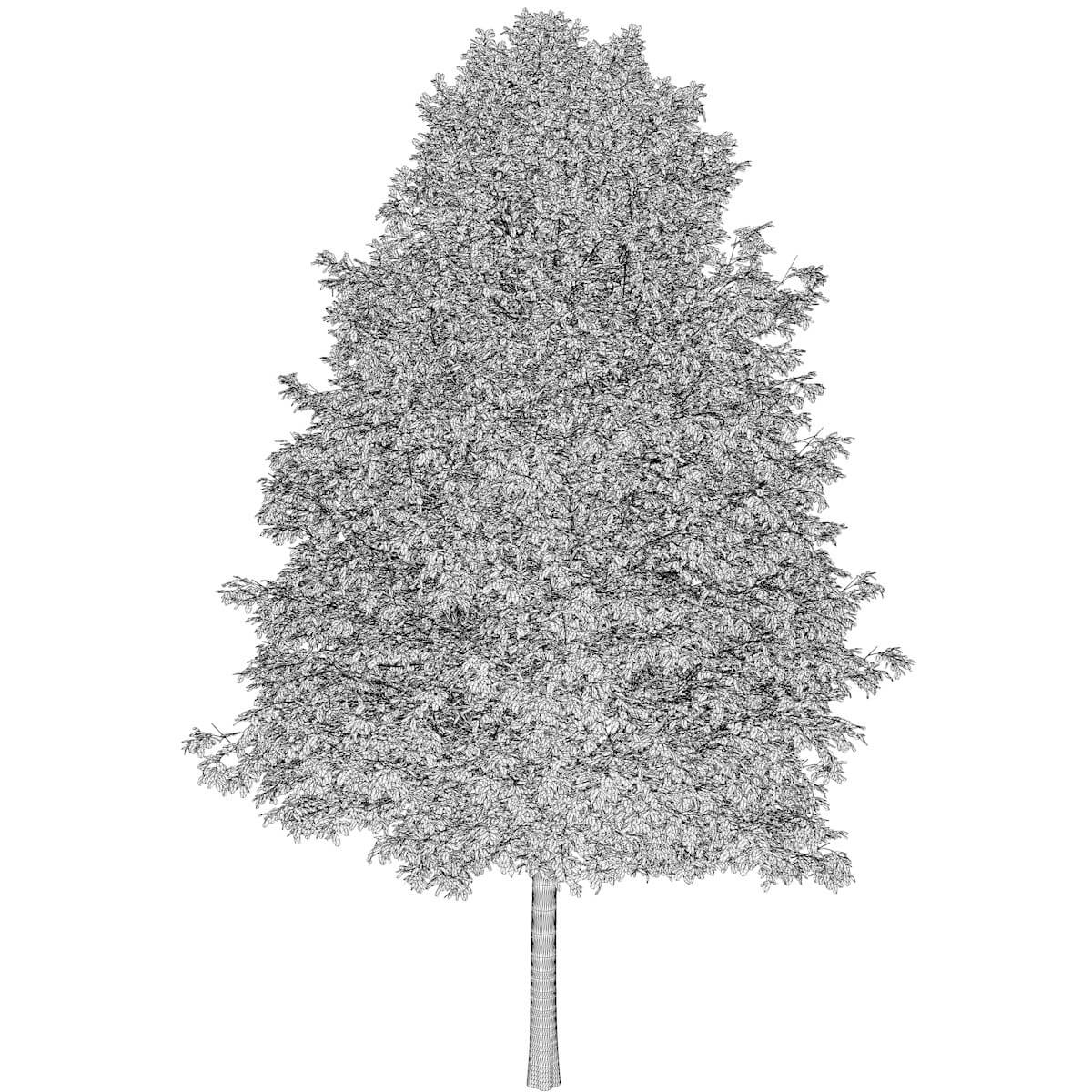 Shingle Oak Tree Collection by AntonioKowatsch