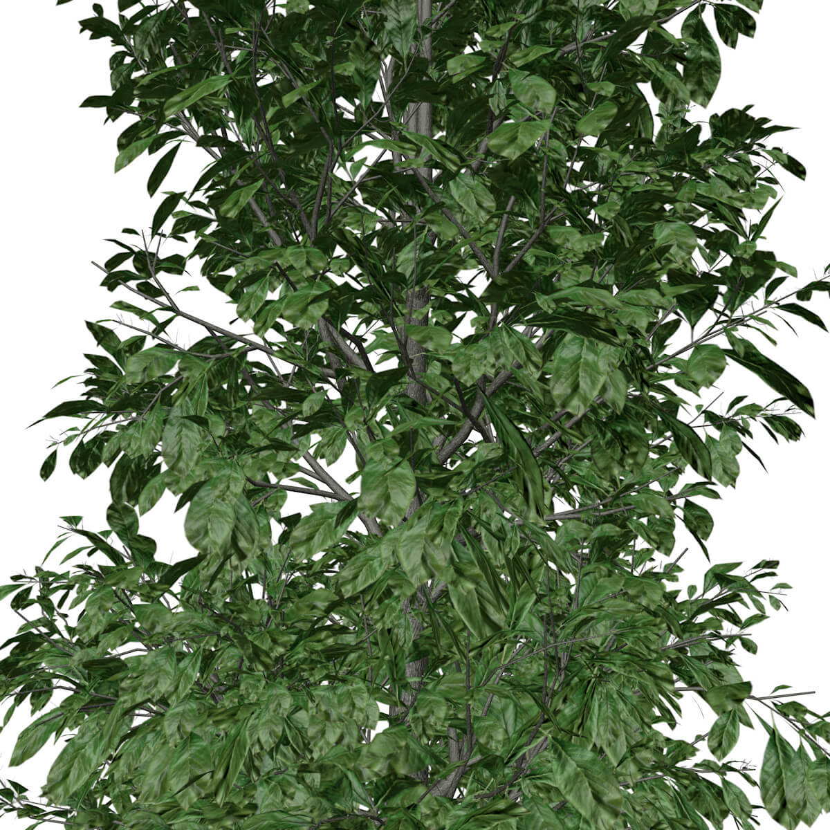 Sourwood Tree Collection by AntonioKowatsch