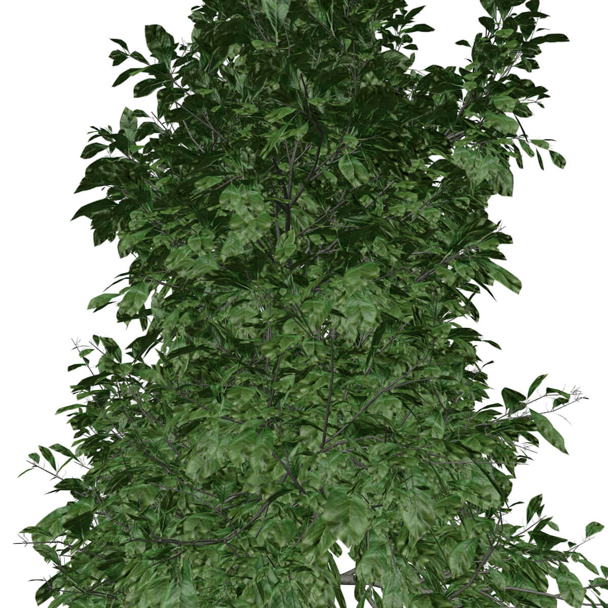 Sourwood Tree Collection by AntonioKowatsch