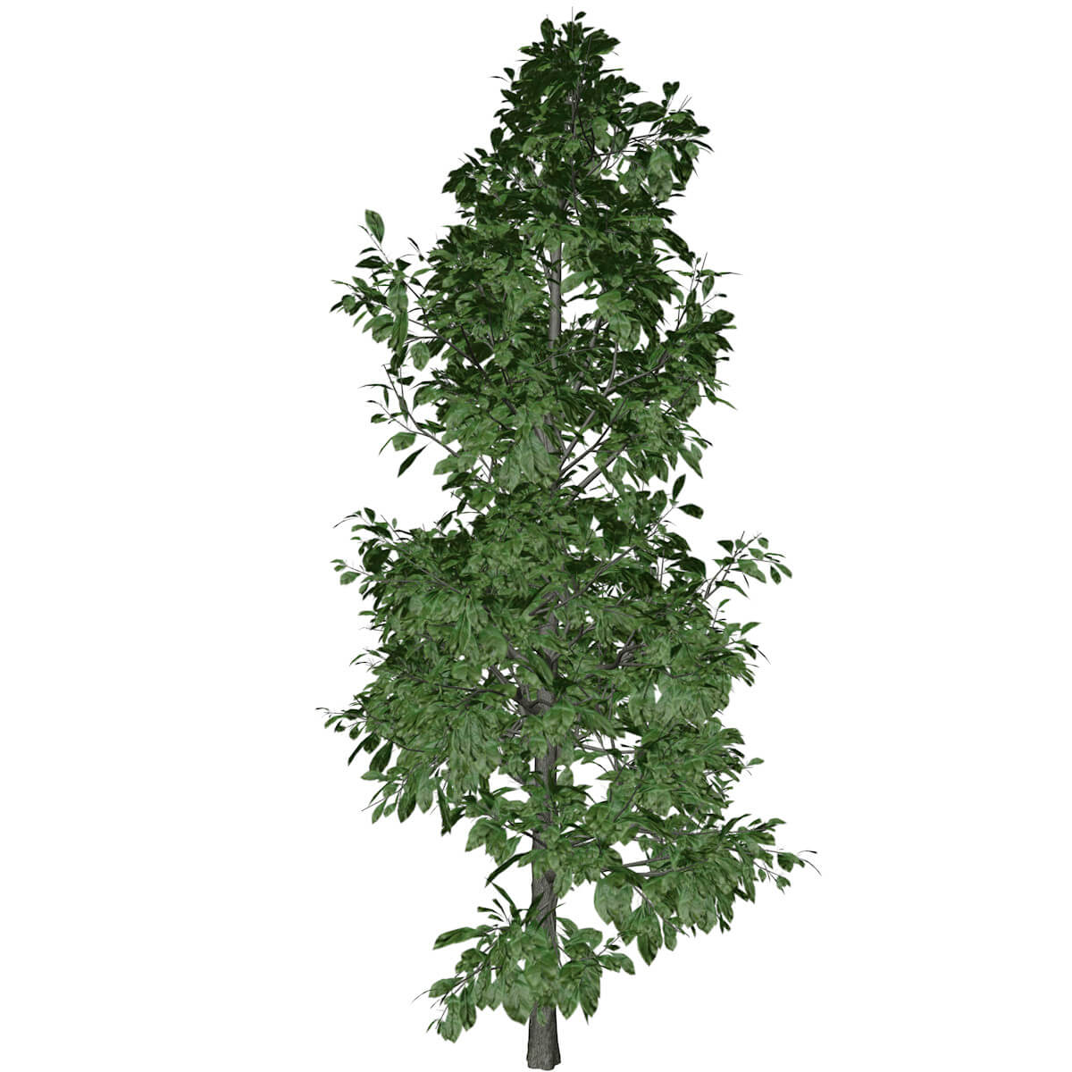 Sourwood Tree #07 - 3D Model by AntonioKowatsch