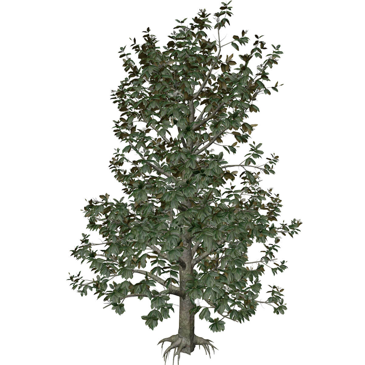 Southern Magnolia Tree With Flowers #02 - 3D Model by AntonioKowatsch