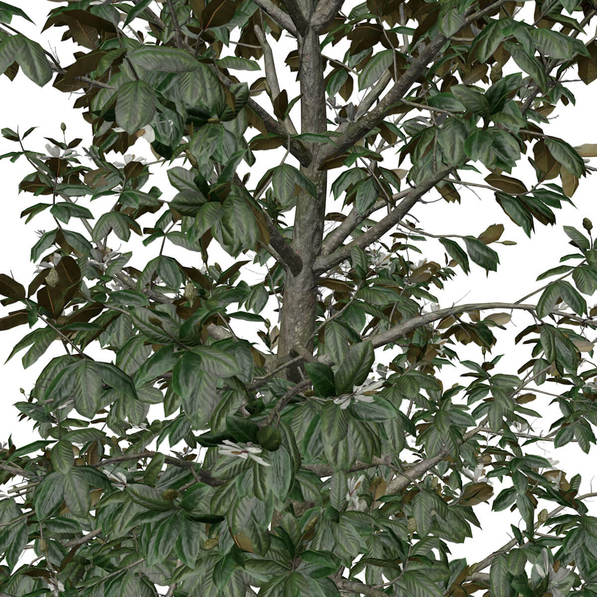 Southern Magnolia Tree With Flowers #02 - 3D Model by AntonioKowatsch