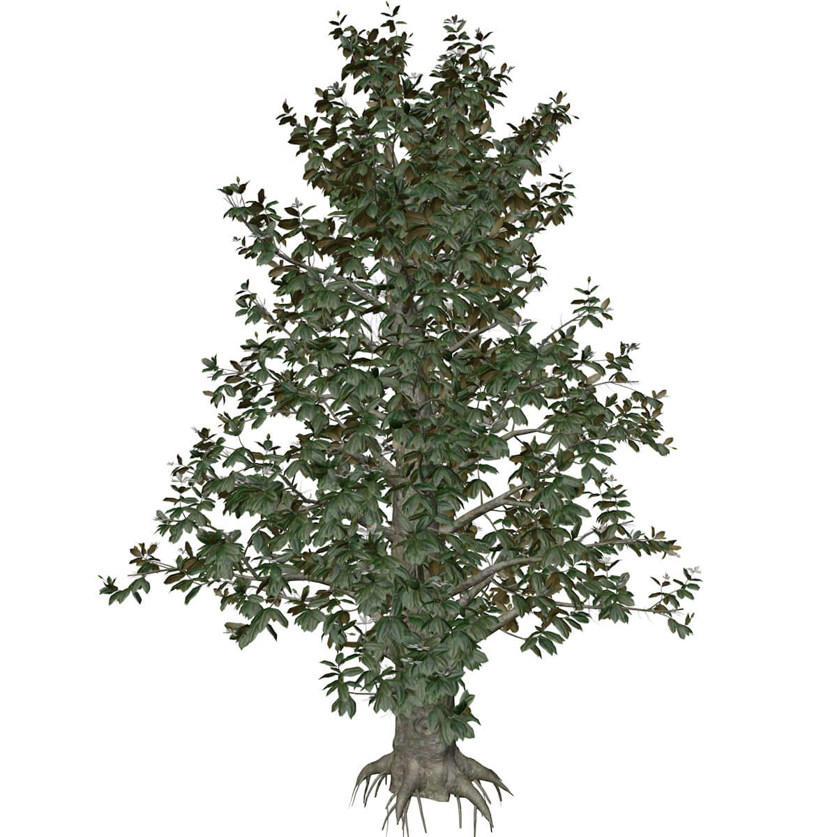 Southern Magnolia Tree With Flowers #01 - 3D Model by AntonioKowatsch