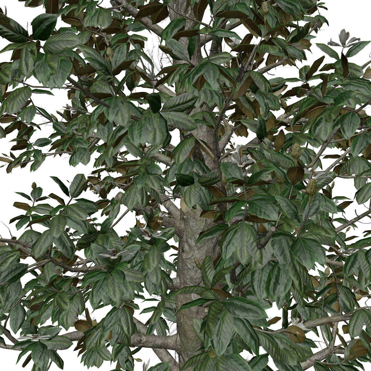 Southern Magnolia Tree With Flowers #01 - 3D Model by AntonioKowatsch