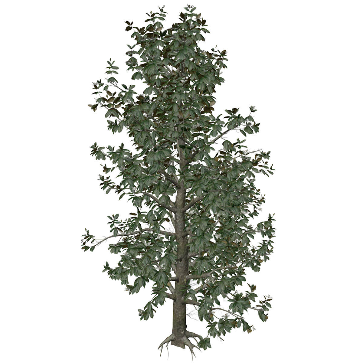 Southern Magnolia Trees With Flowers Collection by AntonioKowatsch