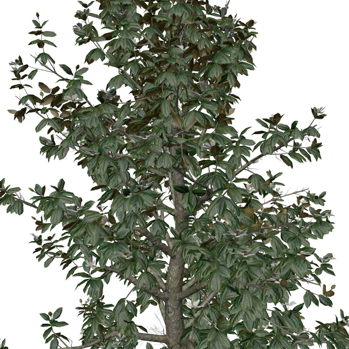 Southern Magnolia Tree With Flowers #03 - 3D Model by AntonioKowatsch