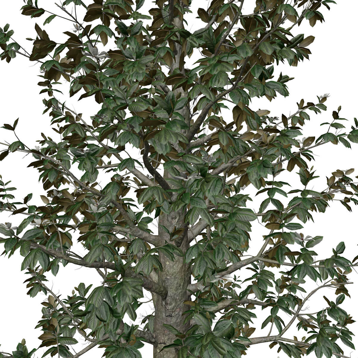 Southern Magnolia Tree With Flowers #05 - 3D Model by AntonioKowatsch