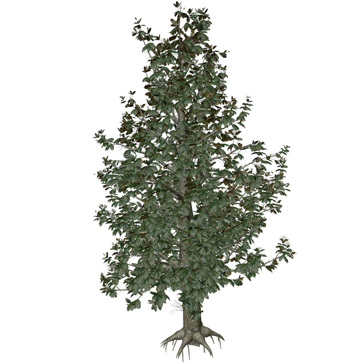 Southern Magnolia Tree With Flowers #06 - 3D Model by AntonioKowatsch