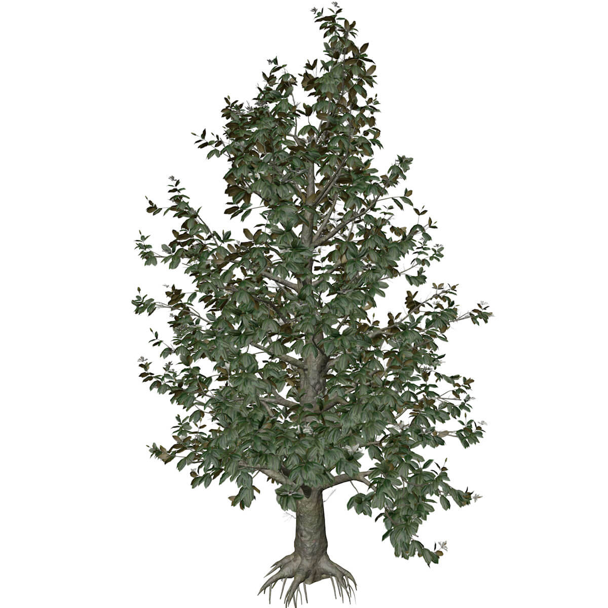 Southern Magnolia Tree With Flowers #07 - 3D Model by AntonioKowatsch