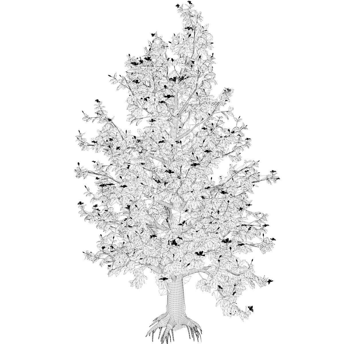 Magnolia Tree Drawing