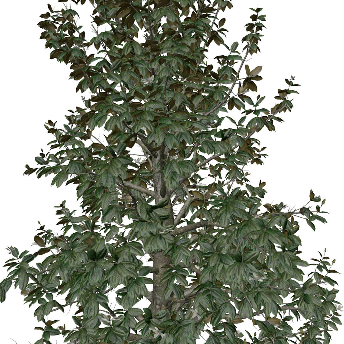 Southern Magnolia Tree With Flowers #09 - 3D Model by AntonioKowatsch