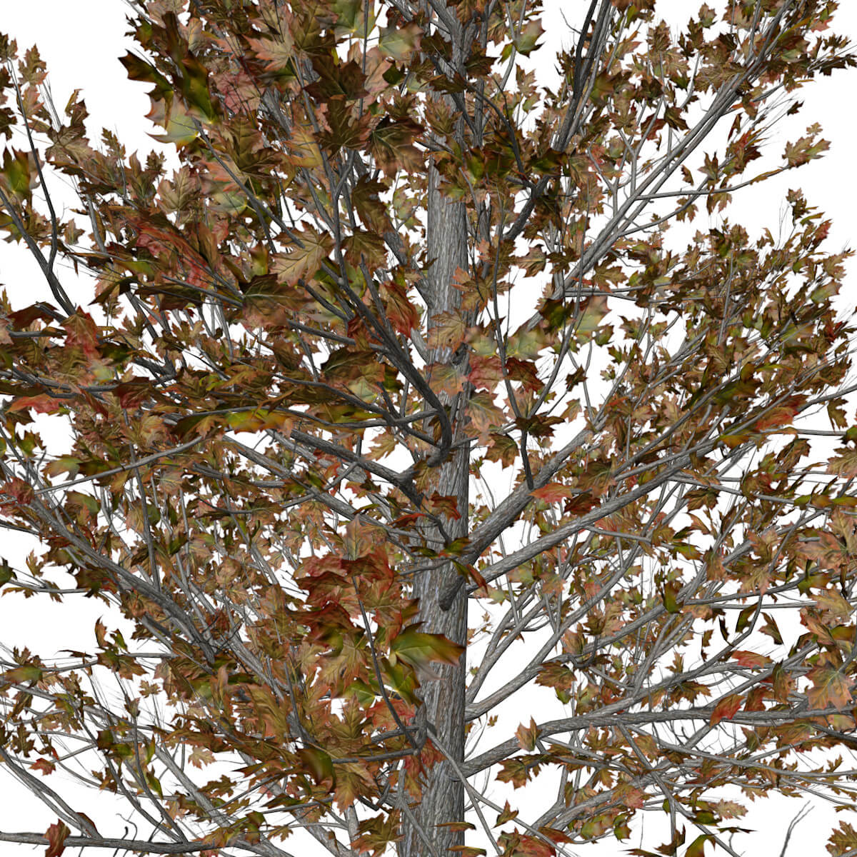 Sugar Maple Tree in The Fall #01 - 3D Model by AntonioKowatsch