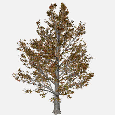 Sugar Maple Tree in The Fall #01 - 3D Model by AntonioKowatsch