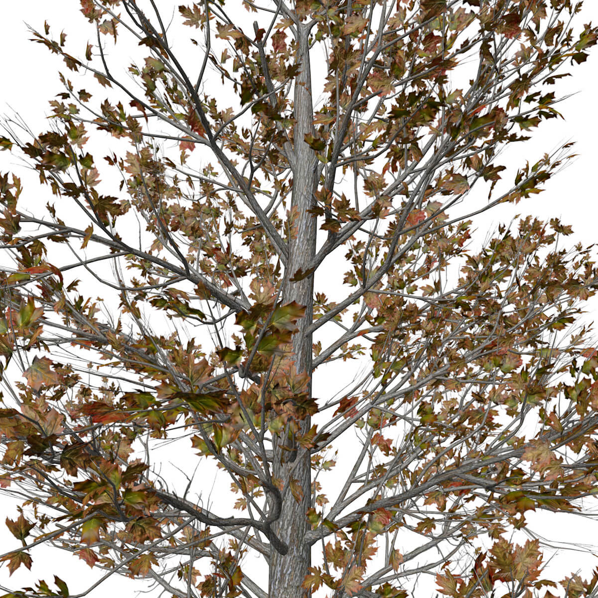 Sugar Maple Trees in The Fall Collection by AntonioKowatsch