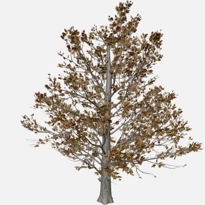 Sugar Maple Tree in The Fall #03 - 3D Model by AntonioKowatsch