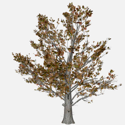 Sugar Maple Tree in The Fall #05 - 3D Model by AntonioKowatsch