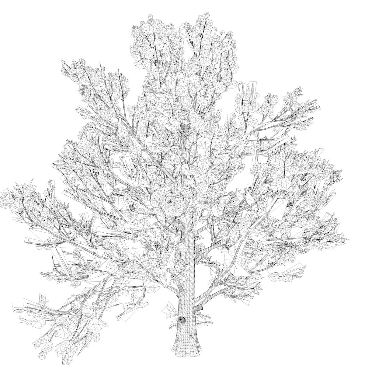 Sugar Maple Tree in The Fall #06 - 3D Model by AntonioKowatsch