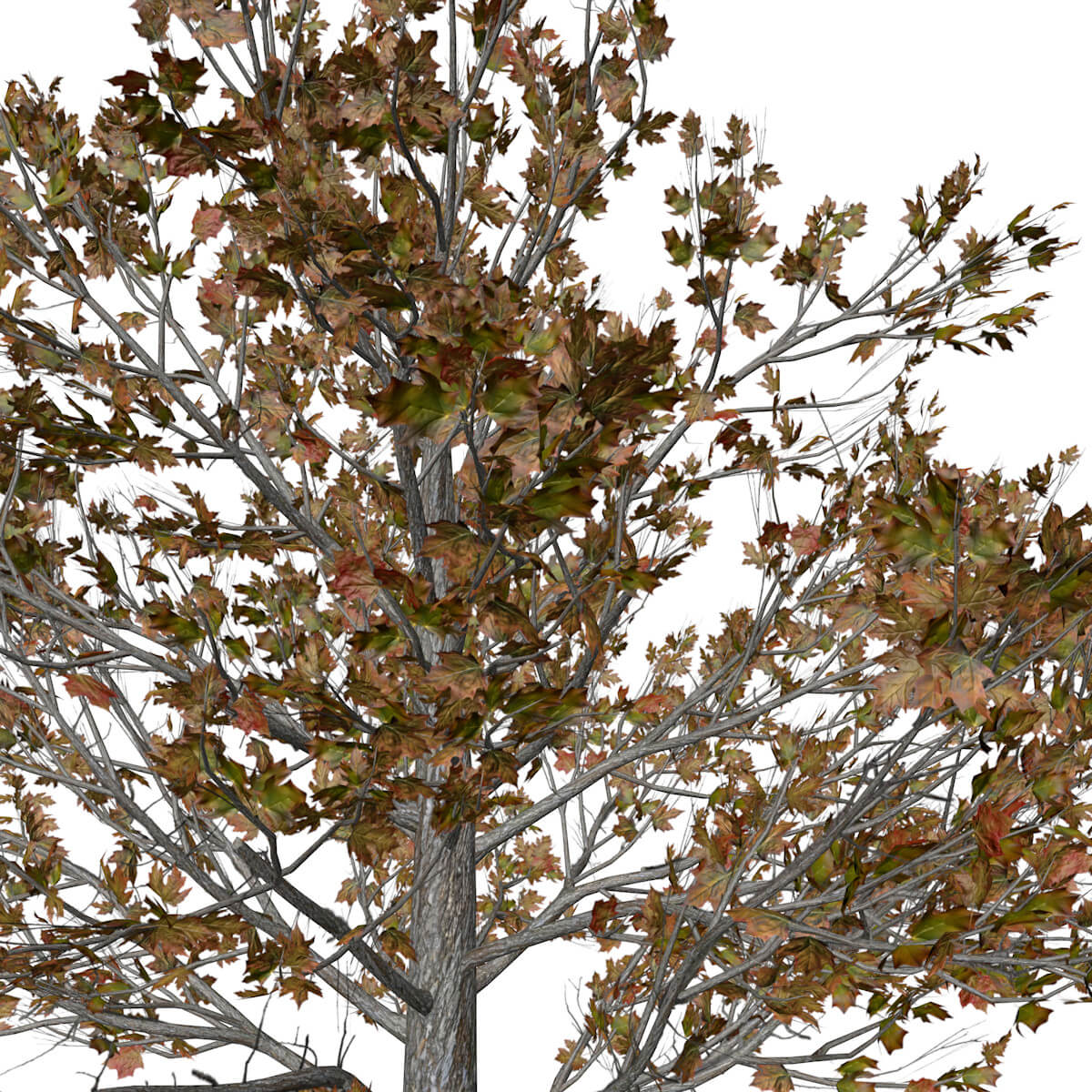 Sugar Maple Tree in The Fall #06 - 3D Model by AntonioKowatsch