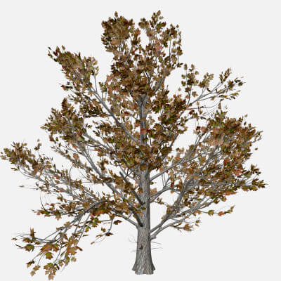 Sugar Maple Tree in The Fall #06 - 3D Model by AntonioKowatsch
