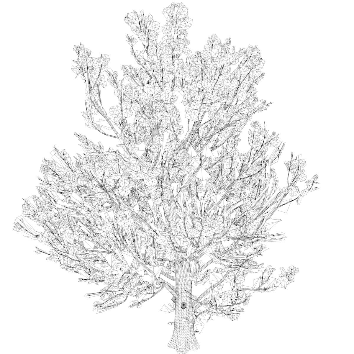 Sugar Maple Trees in The Fall Collection by AntonioKowatsch