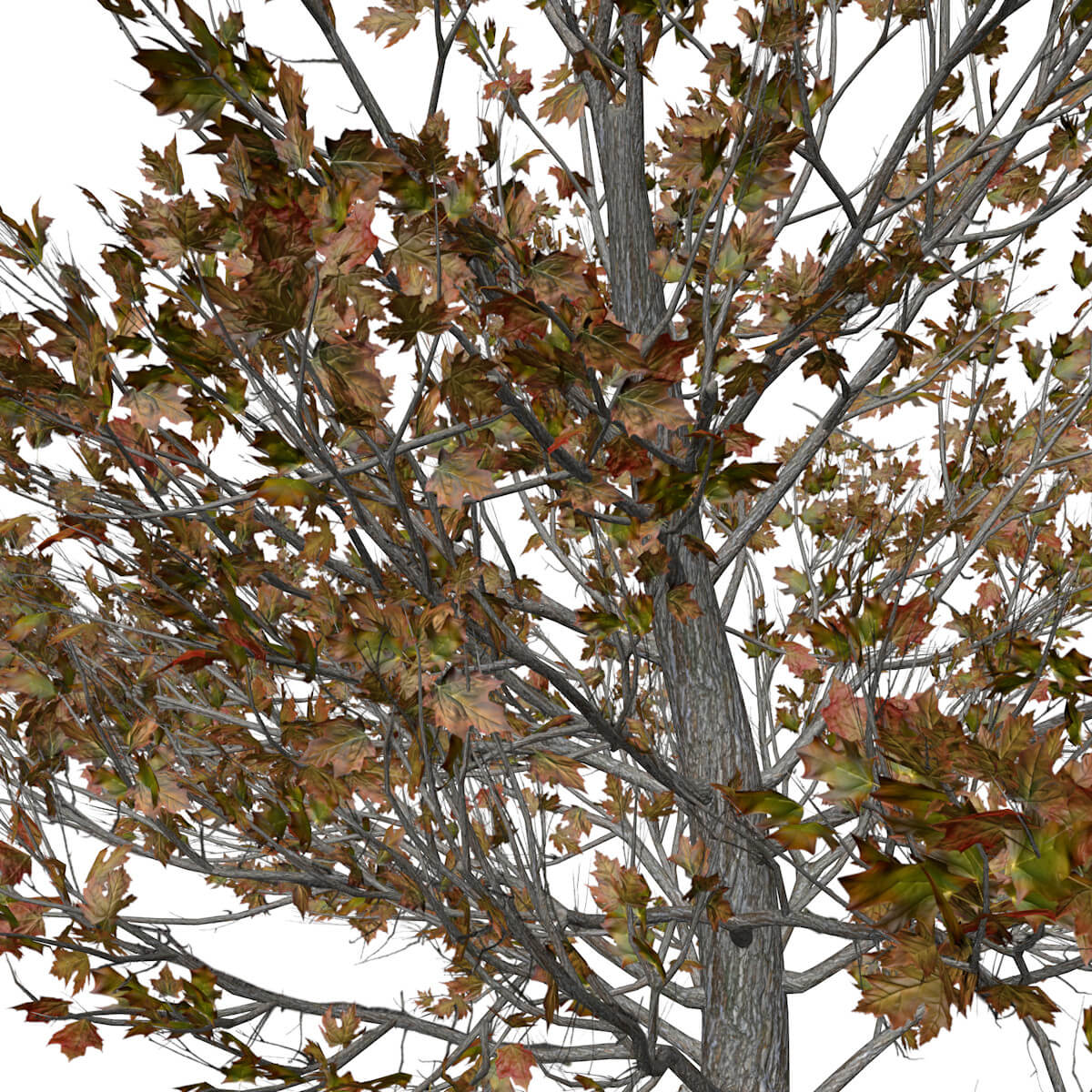 Sugar Maple Trees in The Fall Collection by AntonioKowatsch