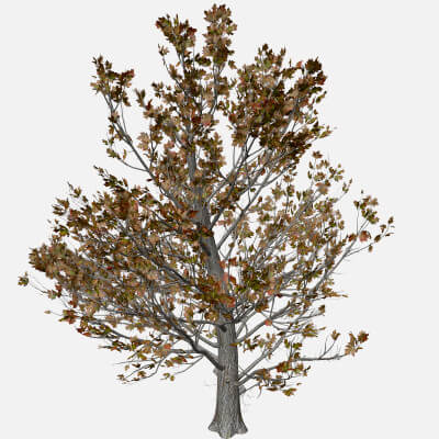 Sugar Maple Tree in The Fall #07 - 3D Model by AntonioKowatsch