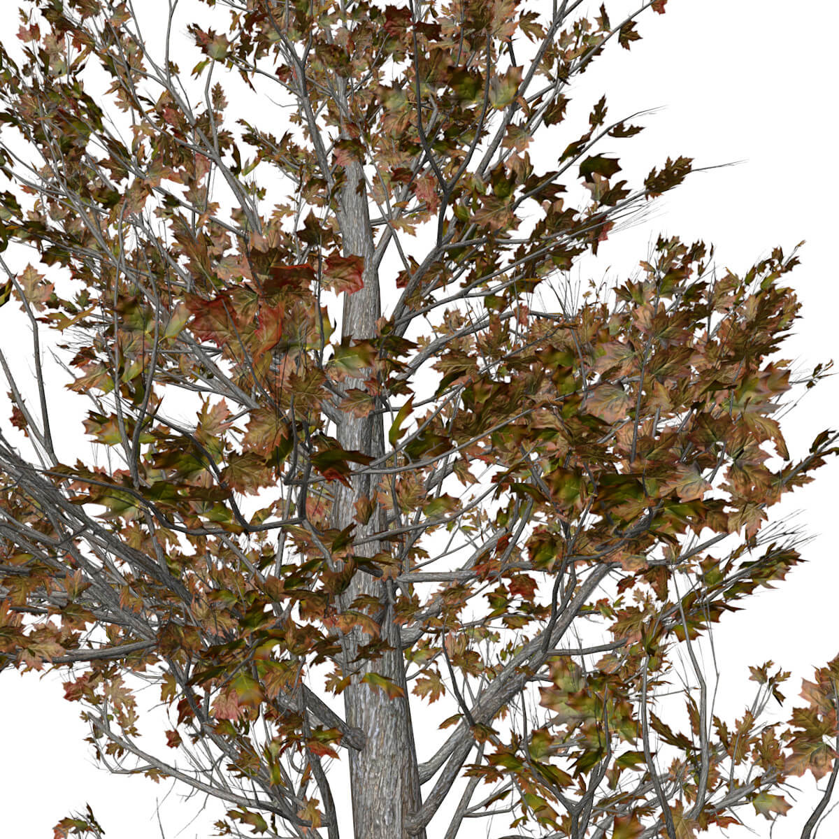 Sugar Maple Trees in The Fall Collection by AntonioKowatsch