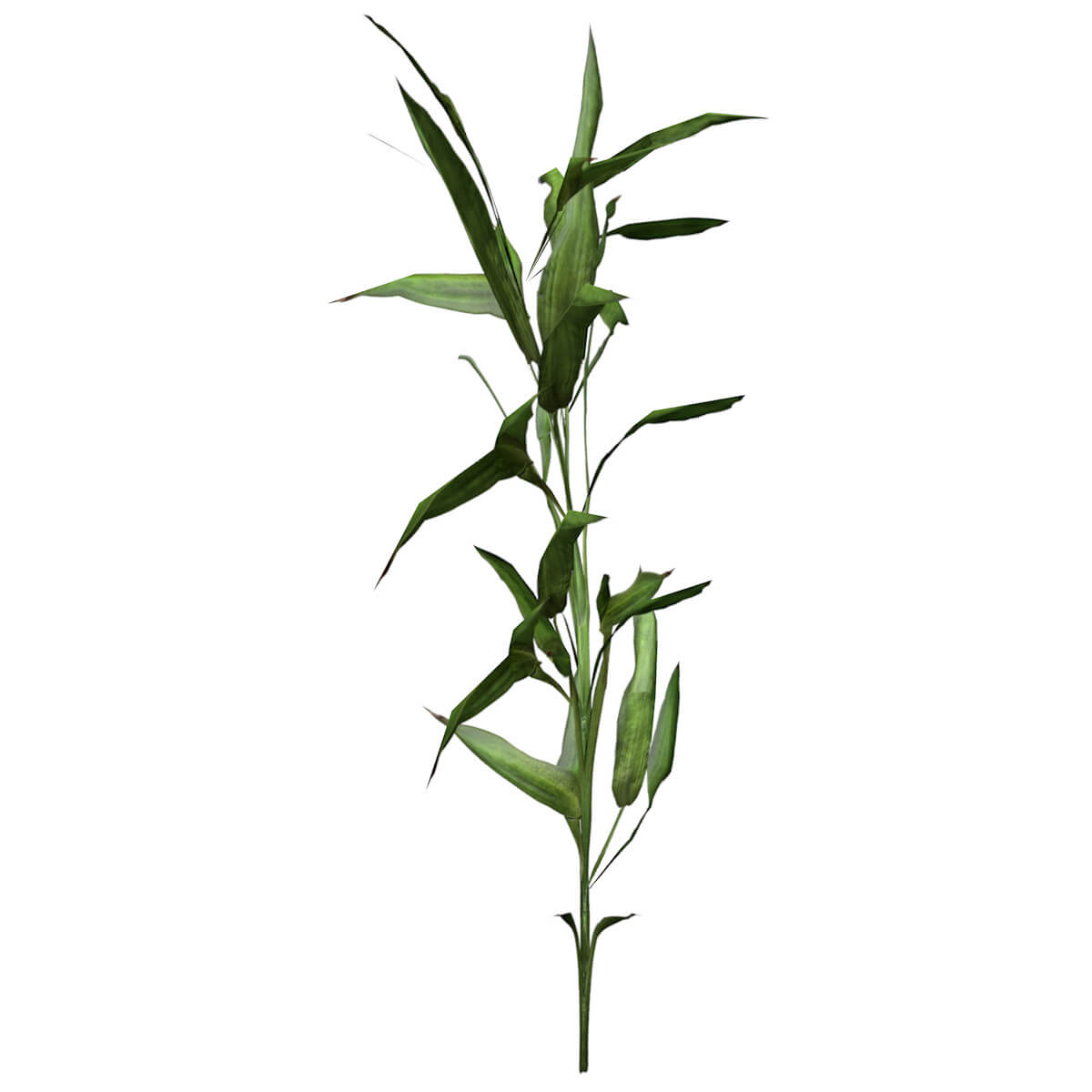 Switch Cane Plant Collection by AntonioKowatsch