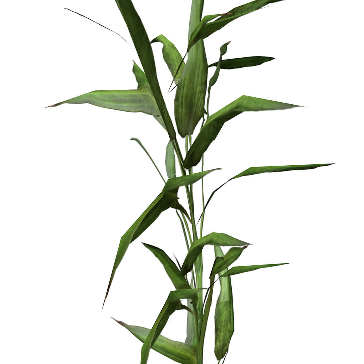 Switch Cane Plant Collection by AntonioKowatsch