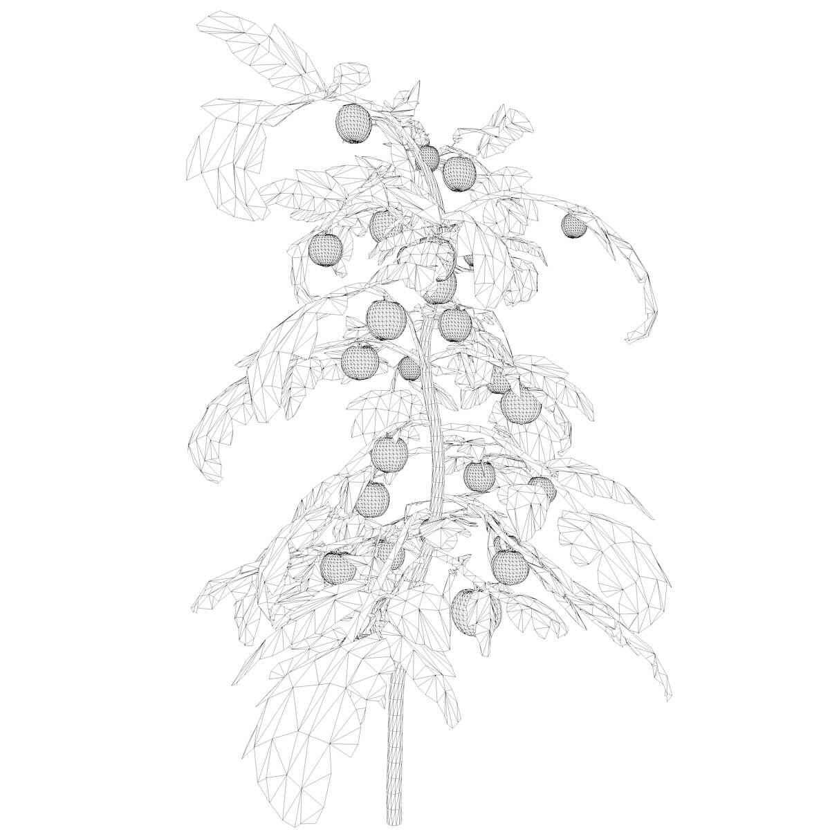 Tomato Plant Collection by AntonioKowatsch