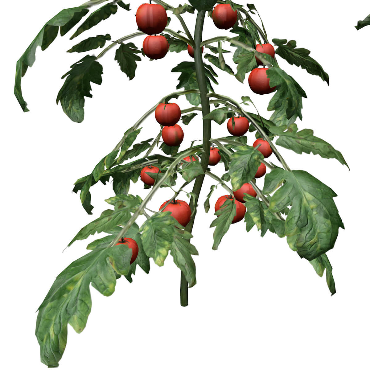 Tomato Plant Collection by AntonioKowatsch