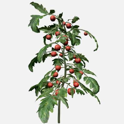 Tomato Plant #07 - 3D Model by AntonioKowatsch