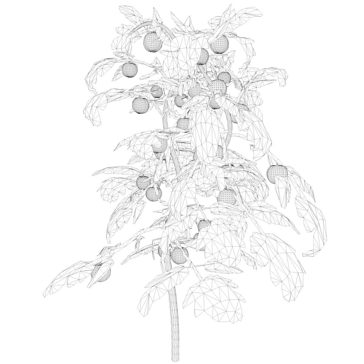 Tomato Plant Line Drawing