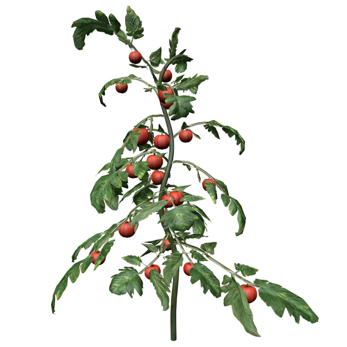 Tomato Plant #04 - 3D Model by AntonioKowatsch