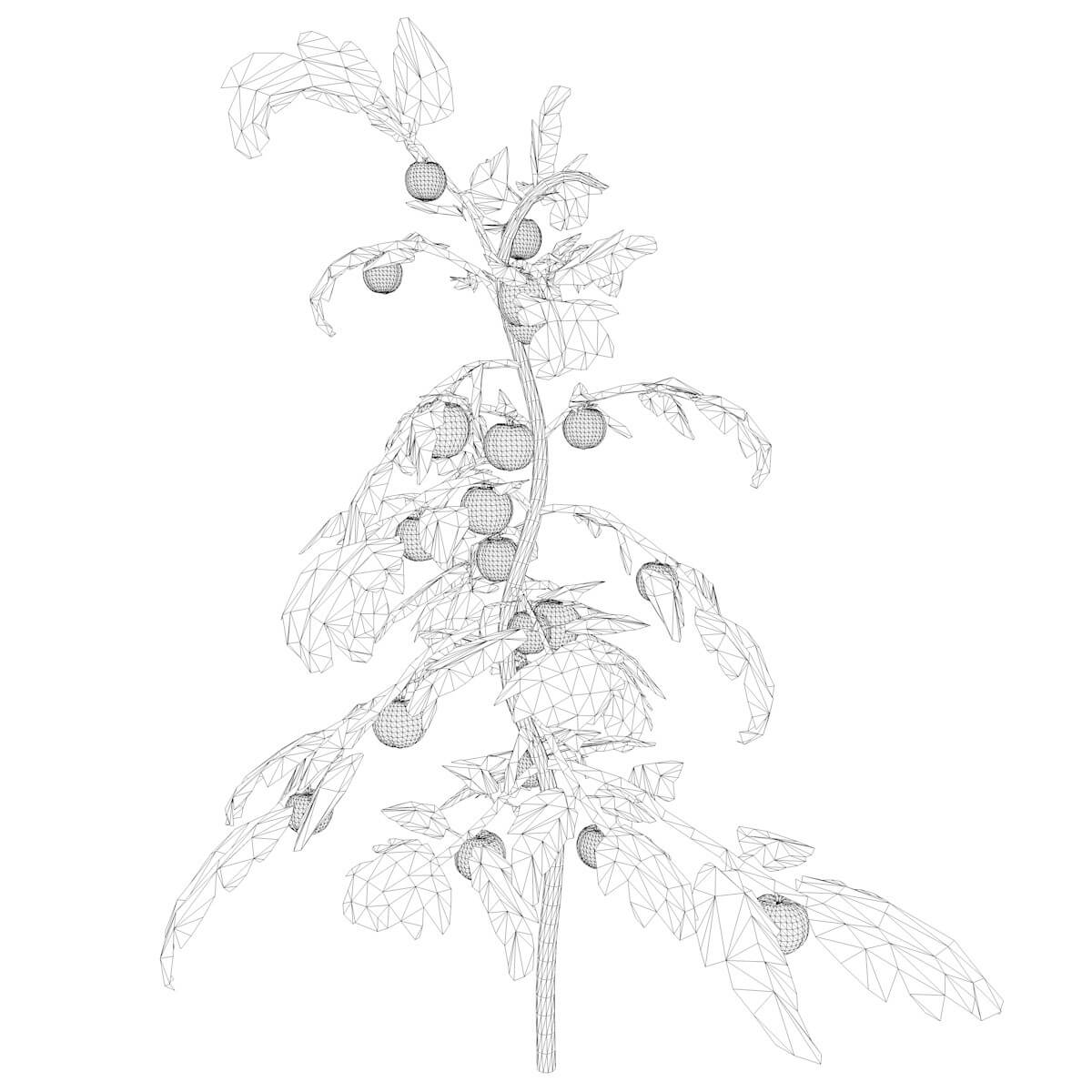 Tomato Plant #04 - 3D Model by AntonioKowatsch