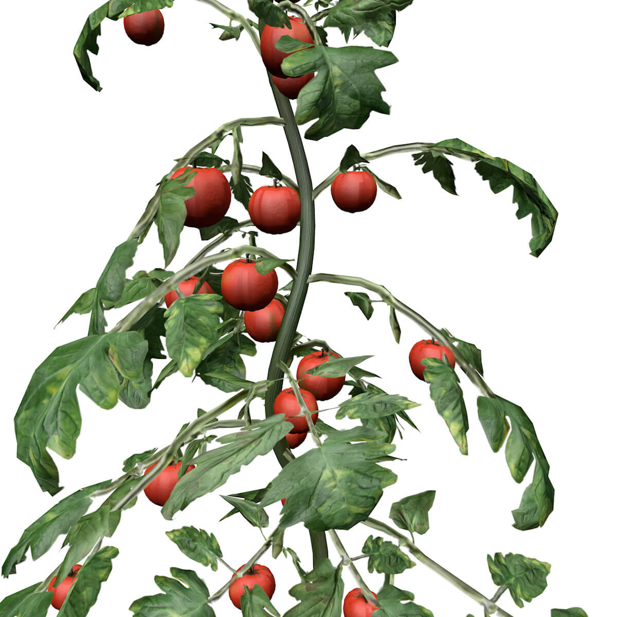 Tomato Plant #04 - 3D Model by AntonioKowatsch