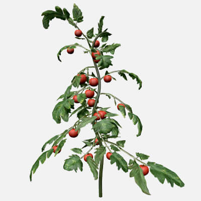 Tomato Plant #04 - 3D Model by AntonioKowatsch