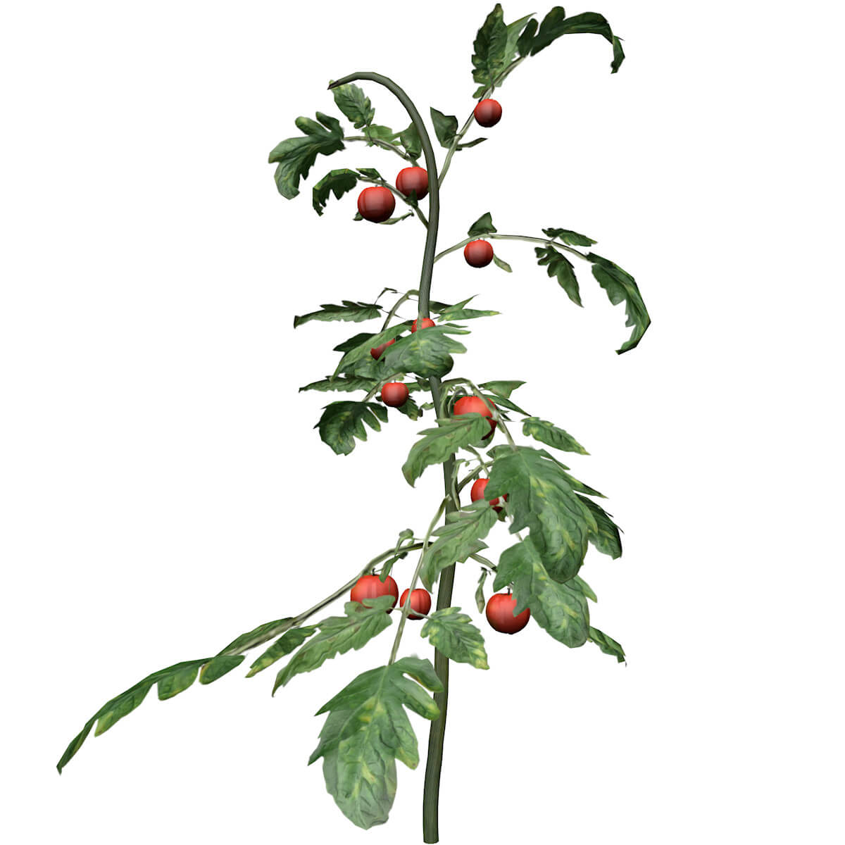 Tomato Plant #06 - 3D Model by AntonioKowatsch