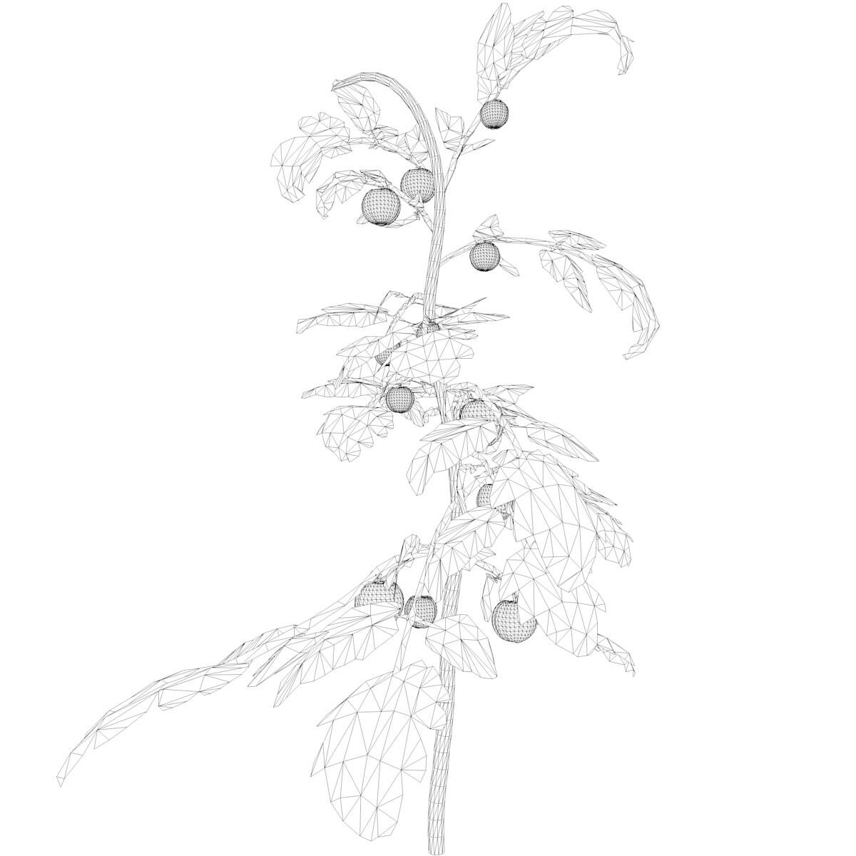 Tomato Plant Collection by AntonioKowatsch