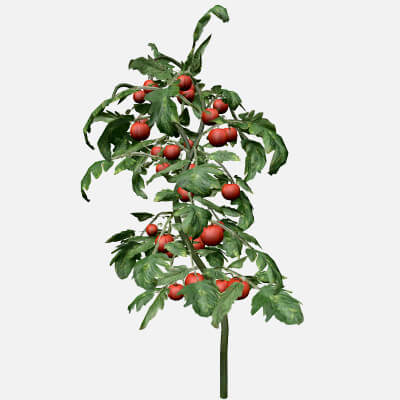 Tomato Plant #08 - 3D Model by AntonioKowatsch