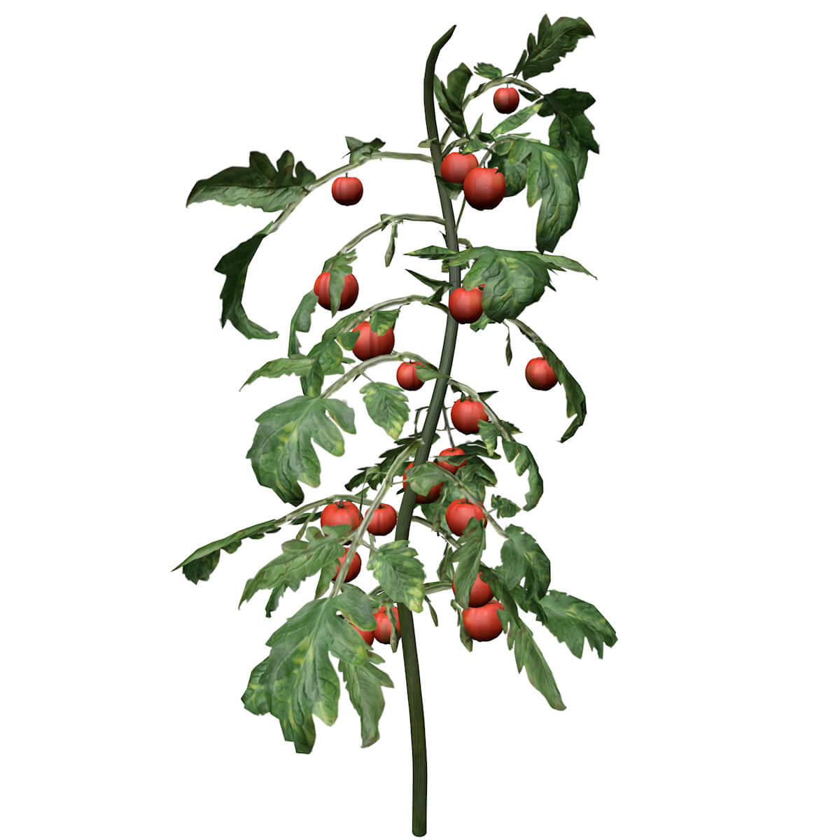 Tomato Plant Collection by AntonioKowatsch