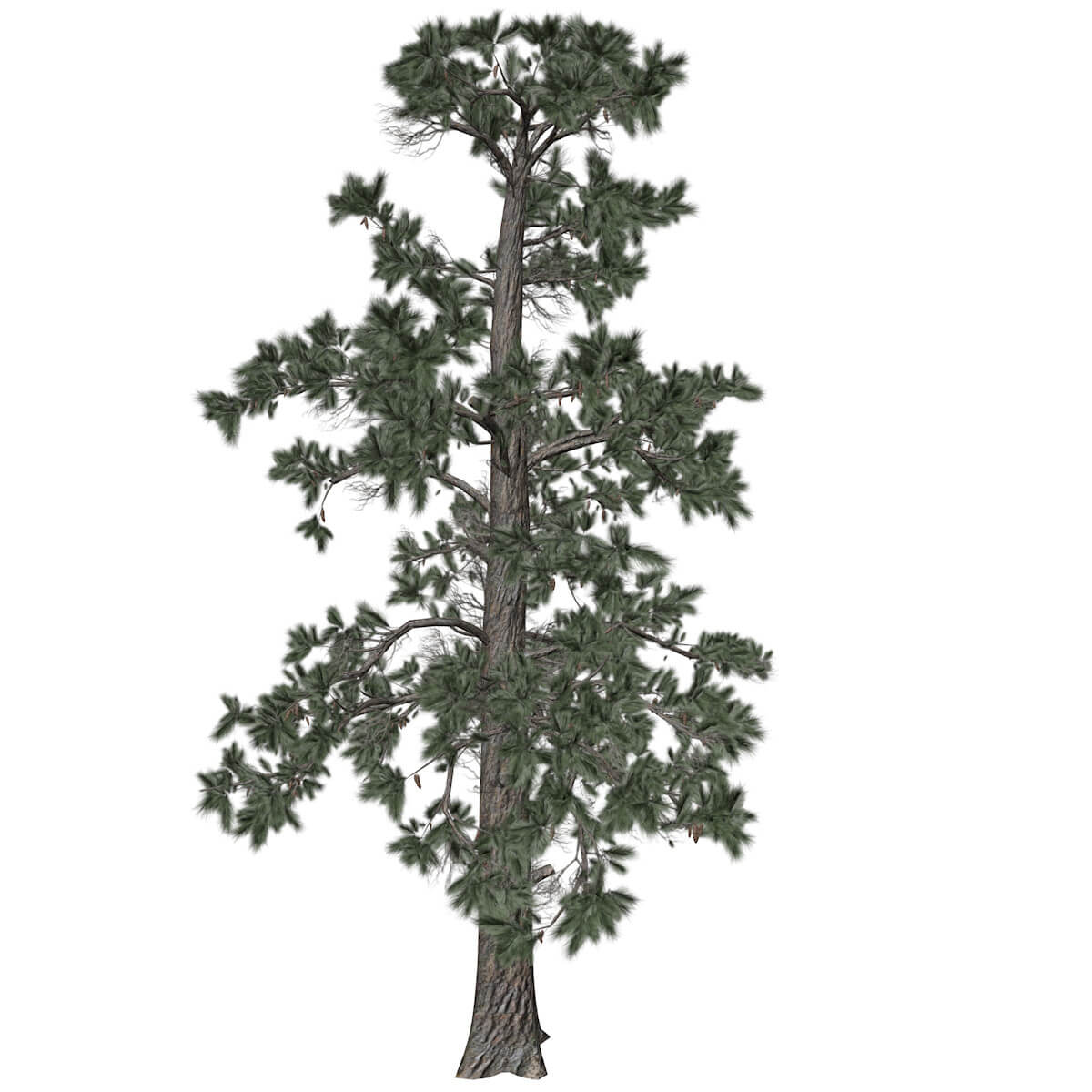 Eastern White Pine Tree #03 - 3D Model by AntonioKowatsch