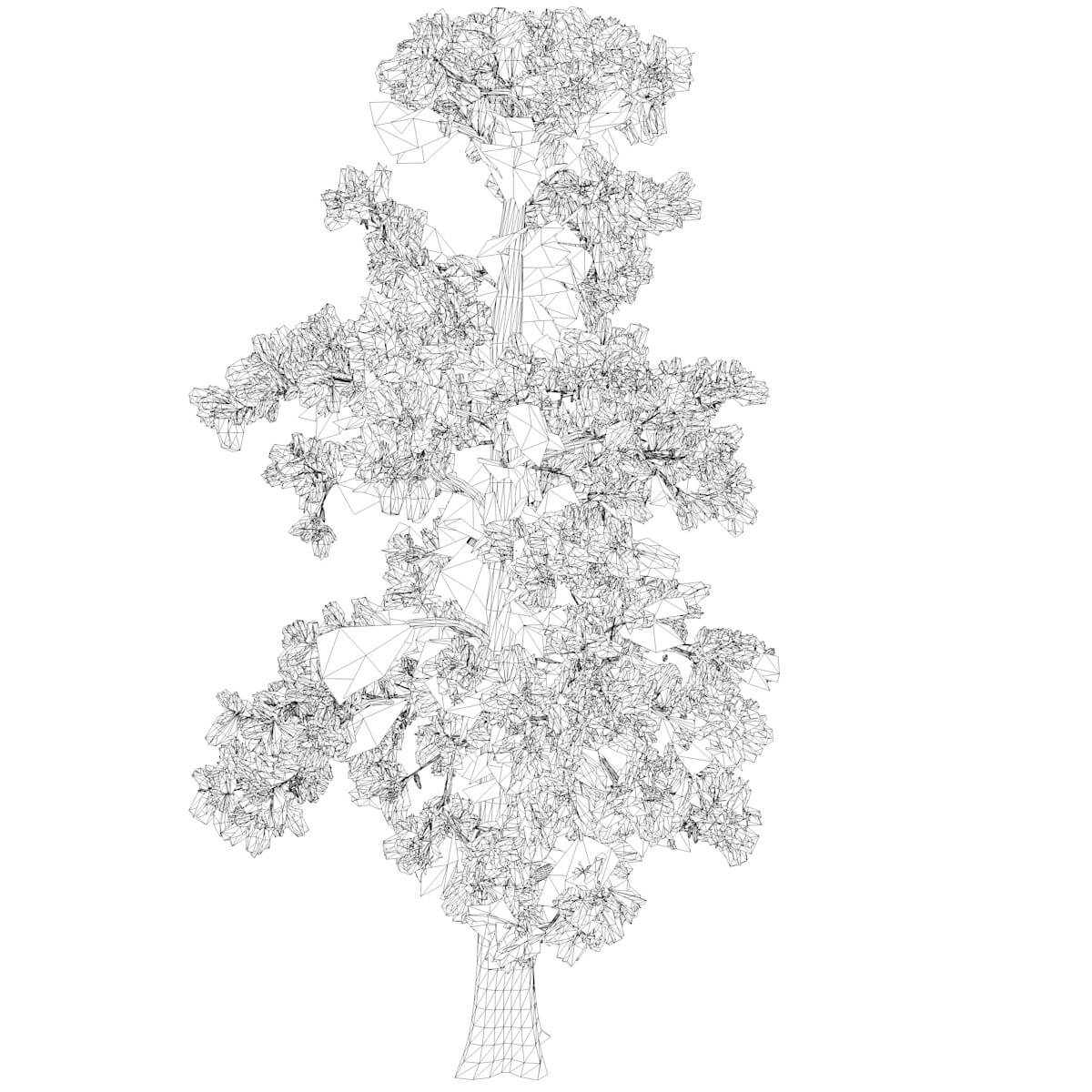 Eastern White Pine Tree Collection by AntonioKowatsch