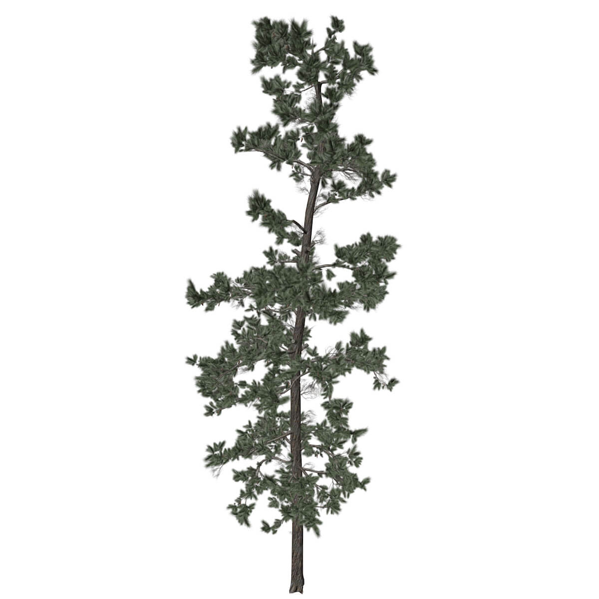 Eastern White Pine Tree #04 - 3D Model by AntonioKowatsch