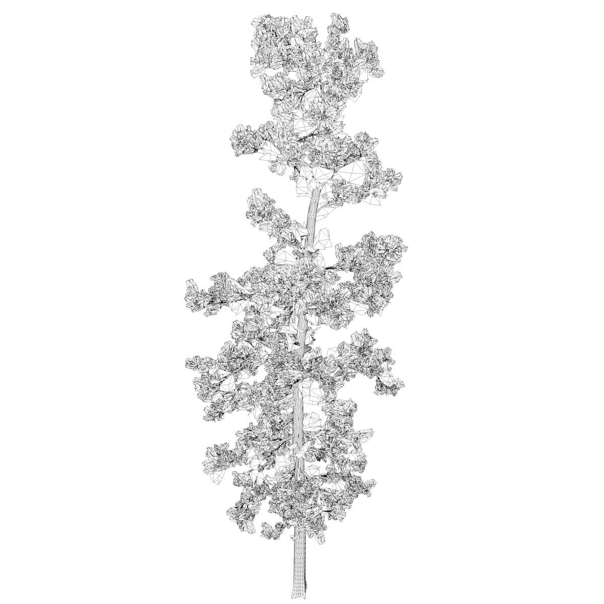 Eastern White Pine Tree Collection by AntonioKowatsch