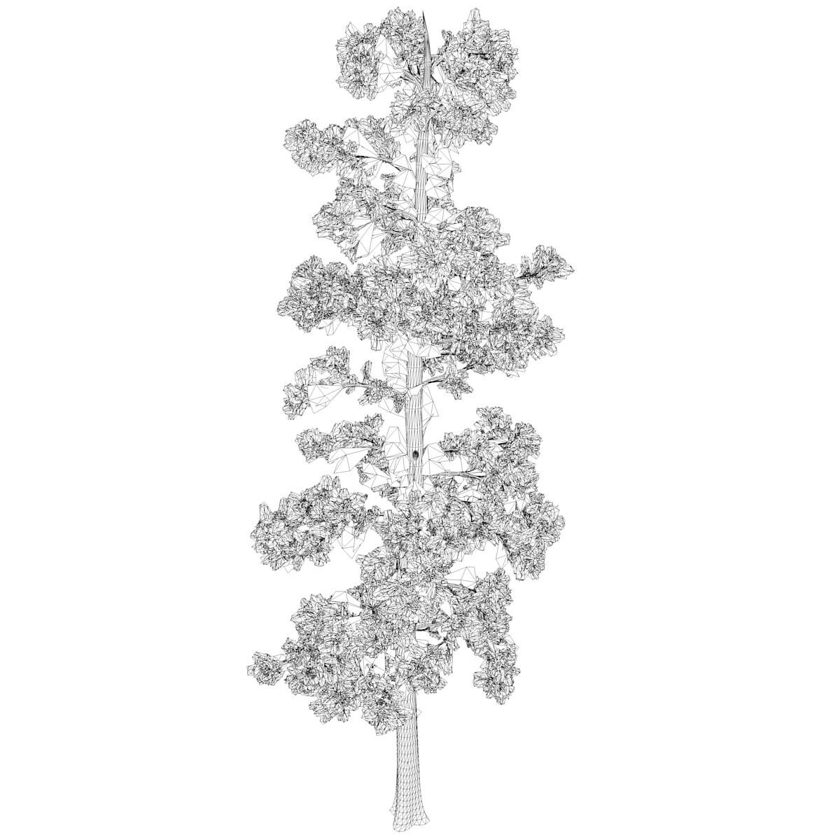 Eastern White Pine Tree Collection by AntonioKowatsch